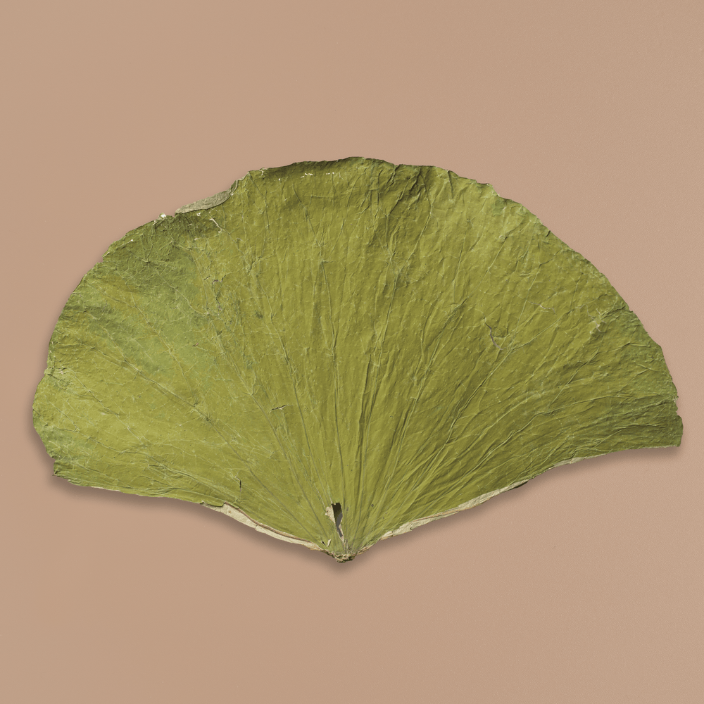 Lotus Leaf | NOOCI
